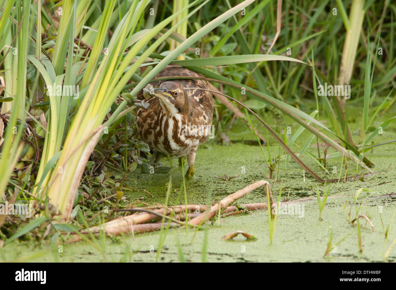 American bittern hiding hi-res stock photography and images - Alamy