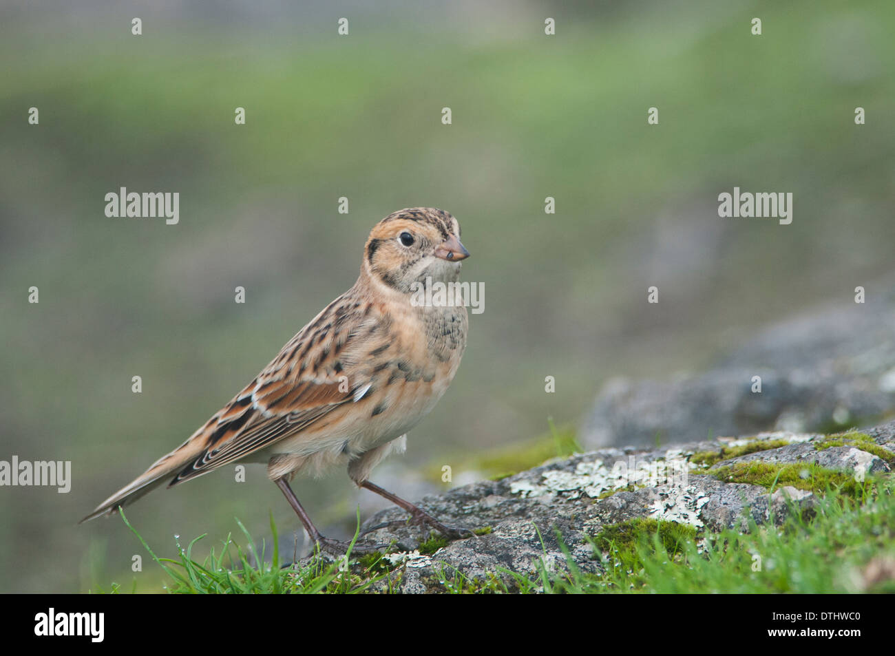 Lapland longspur hi-res stock photography and images - Alamy