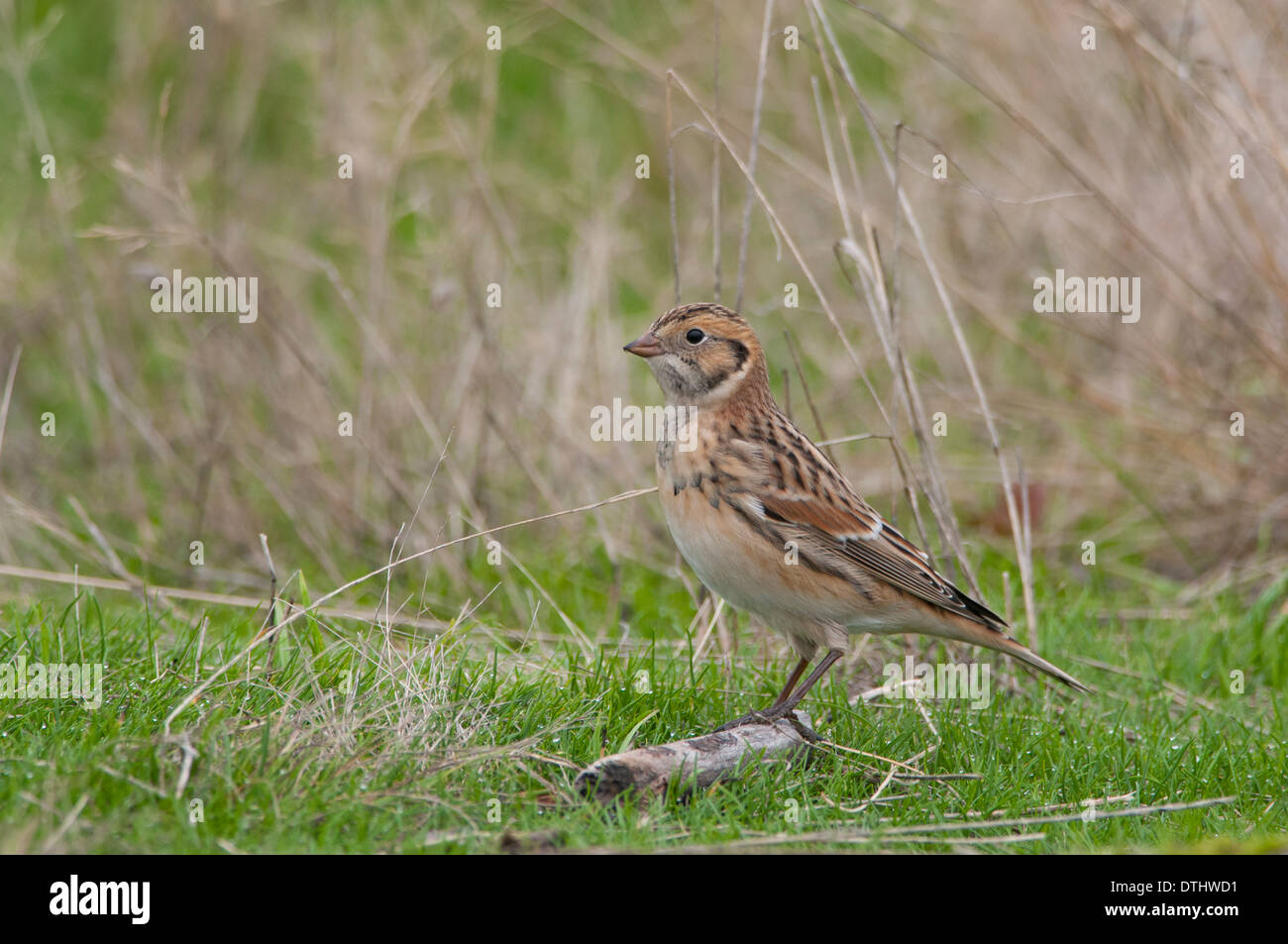 Lapland Longspur, Calcarius lapponicus Stock Photo - Alamy