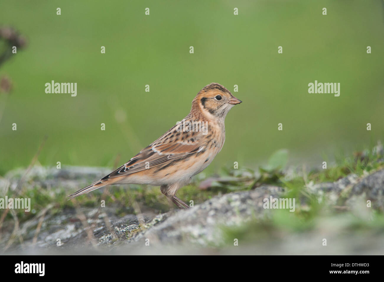 Longspur hi-res stock photography and images - Alamy