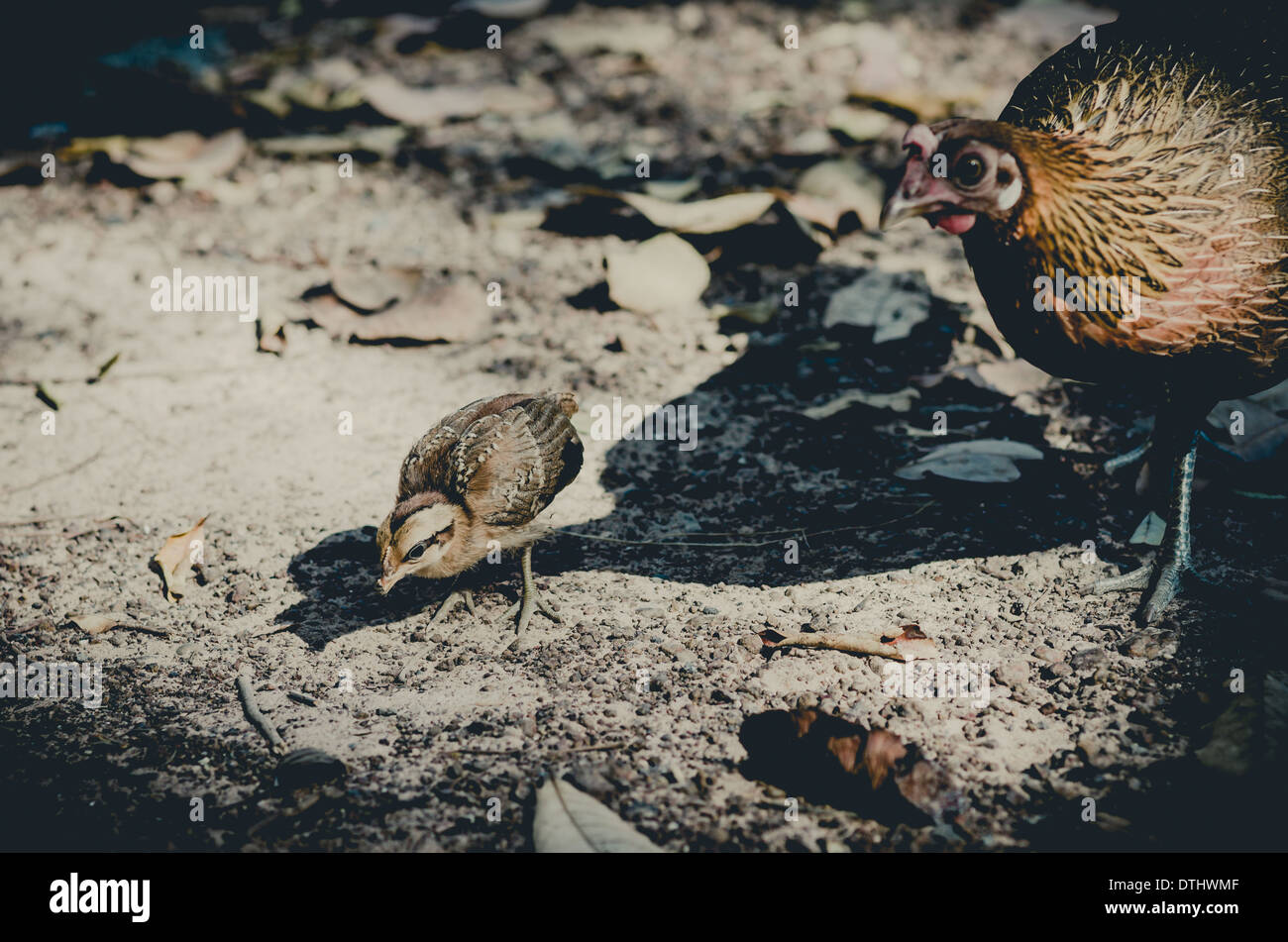 Chicken in the farm or in the nature outdoor Stock Photo - Alamy