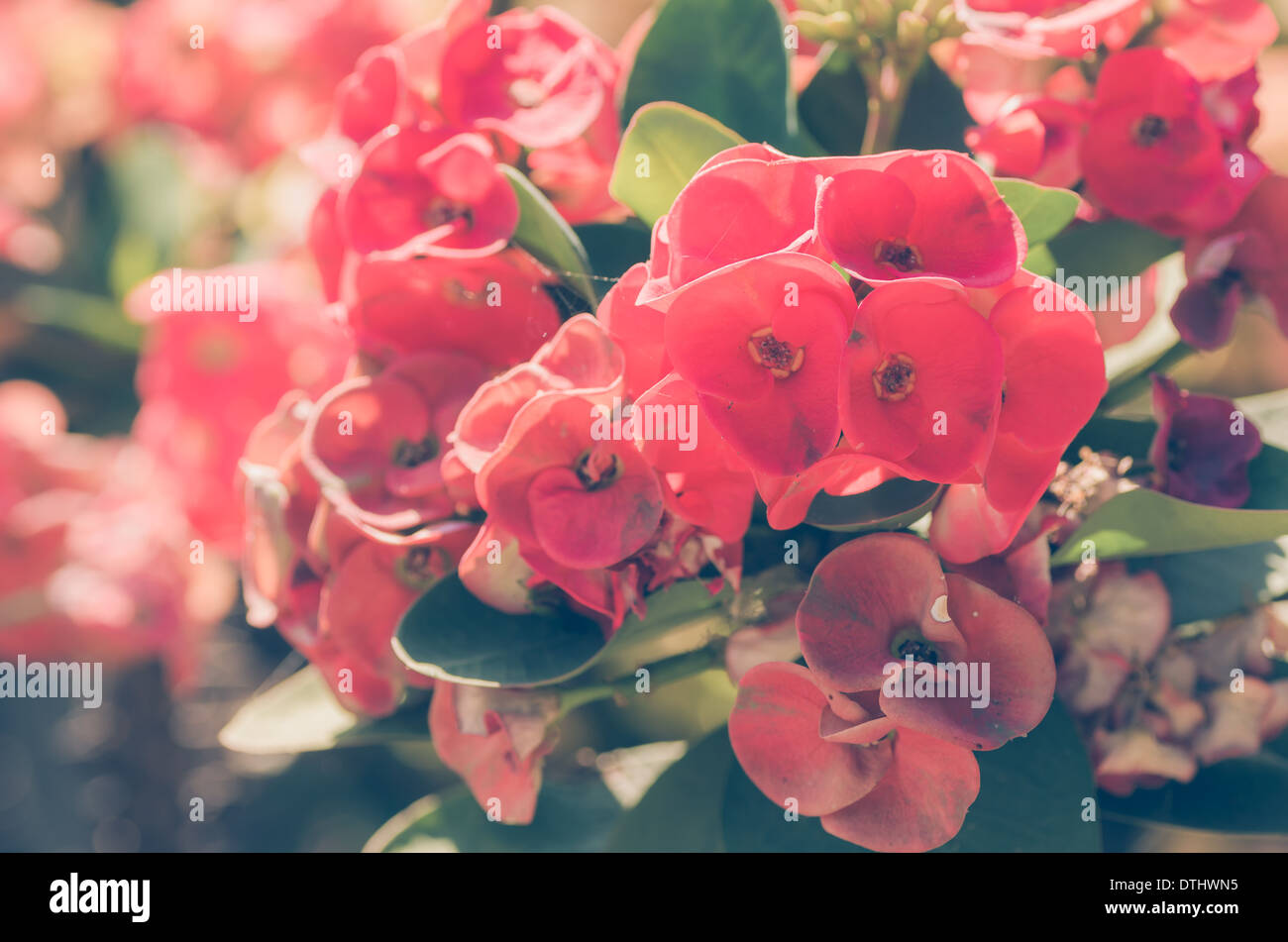 Christ Thorn or Crown of thorns close up in the nature Stock Photo - Alamy