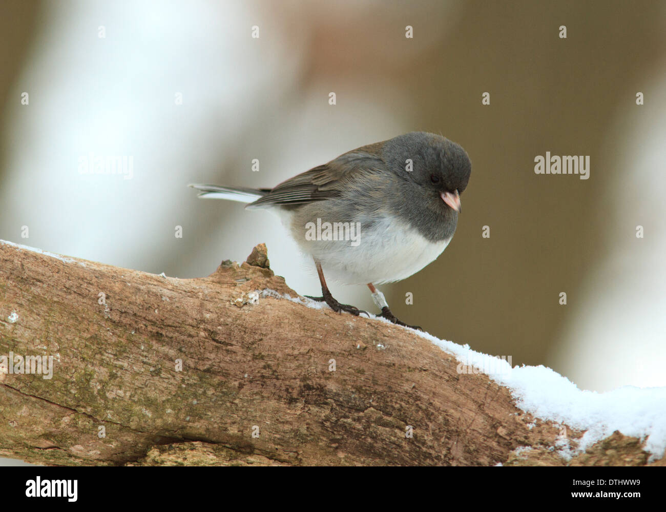 Dark-eyed junco (Junco hyemalis) on a tree branch in the winter Stock ...