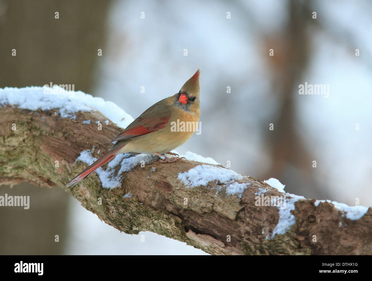 Female northern cardinal (Cardinalis cardinalis) on tree branch Stock ...