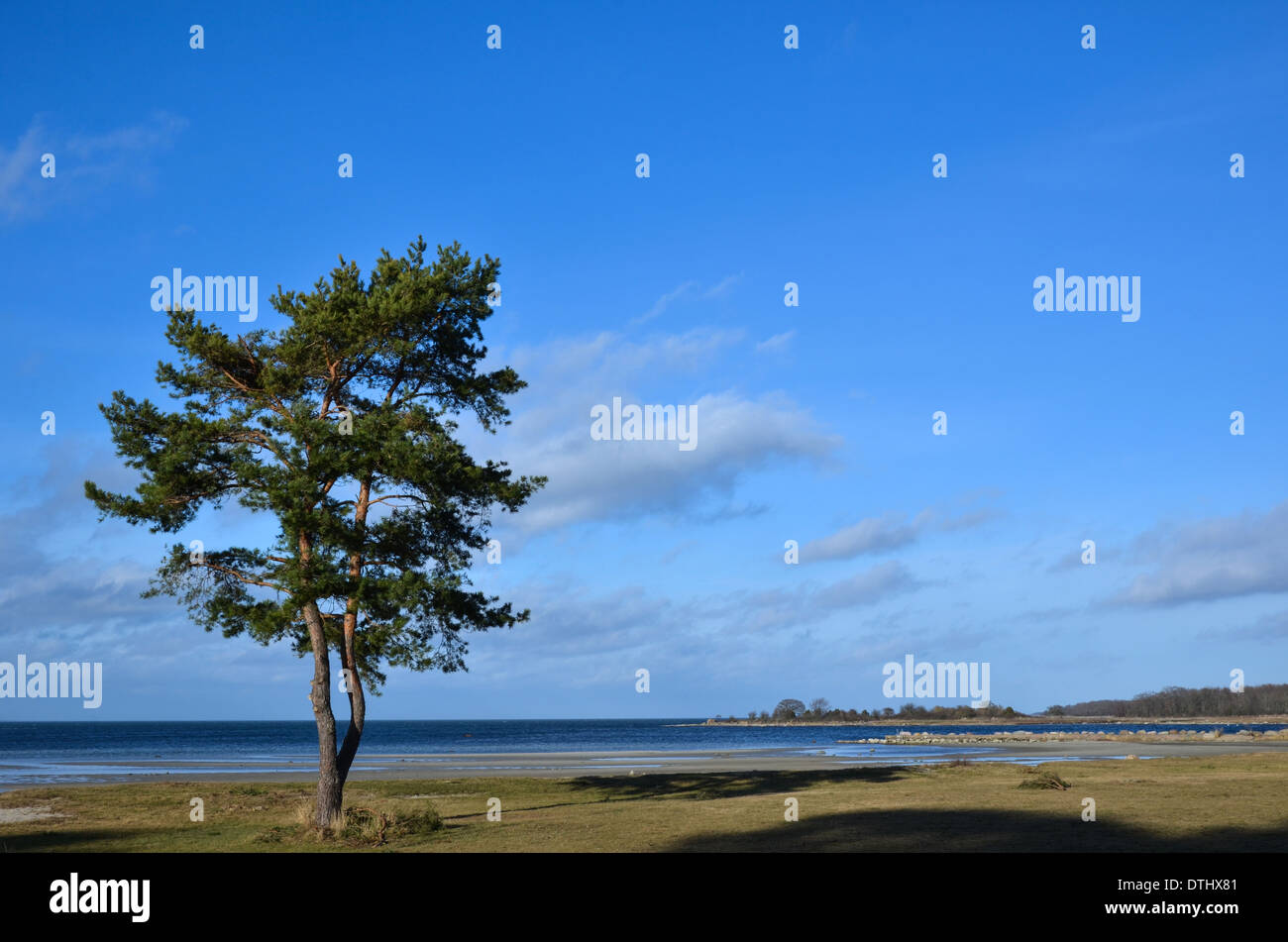 Lone coastal pine tree at the coast of Baltic Sea at the swedish island ...