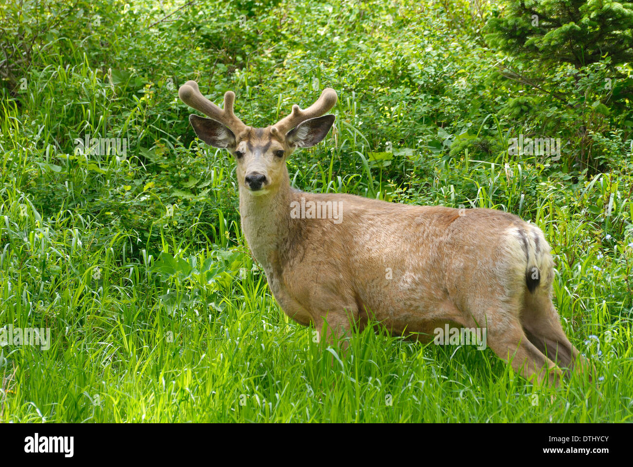 mature mule deer buck in tall green grass in spring Stock Photo - Alamy