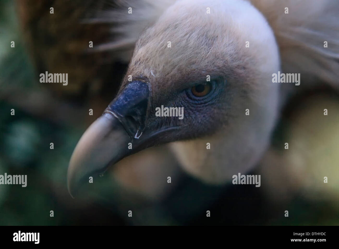Vulture face portrait hi-res stock photography and images - Alamy Vulture face portrait hi-res stock photography and images - Alamy