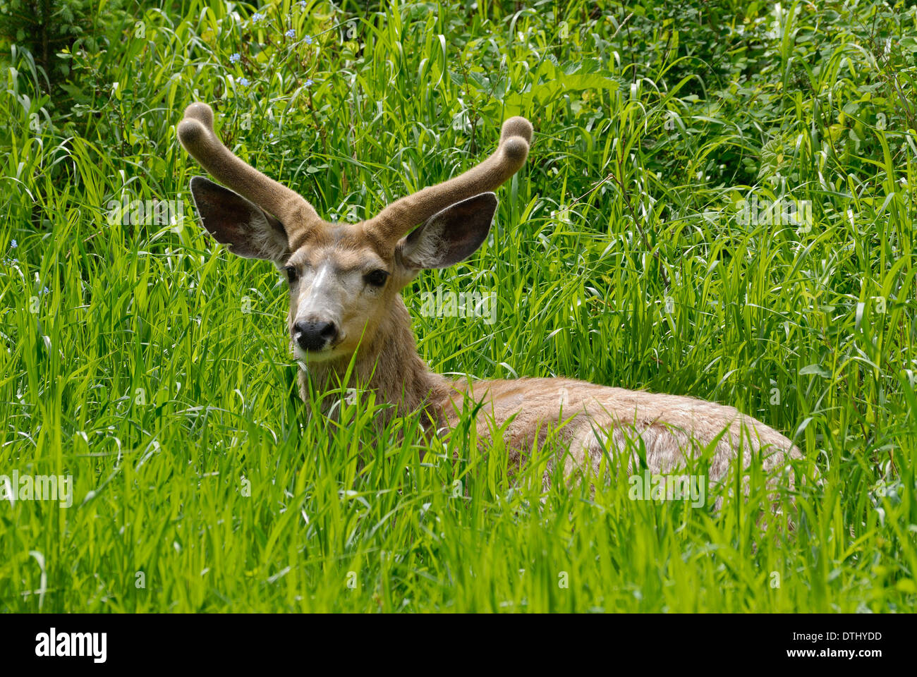 mature mule deer buck sitting in tall green grass in spring Stock Photo ...