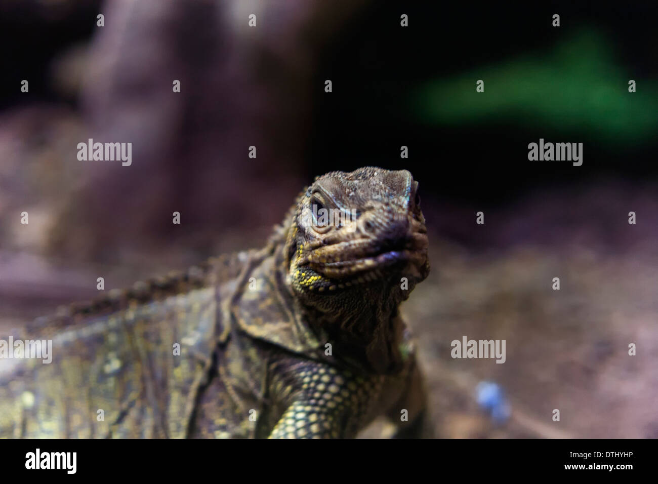 How big face hi-res stock photography and images - Alamy