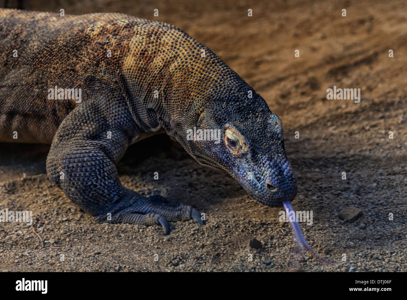 Komodo dragon portrait Stock Photo - Alamy