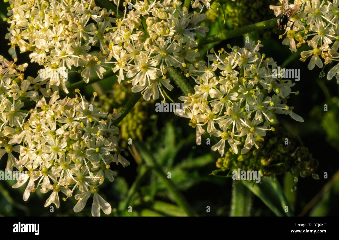 Hedge parsley hi-res stock photography and images - Alamy