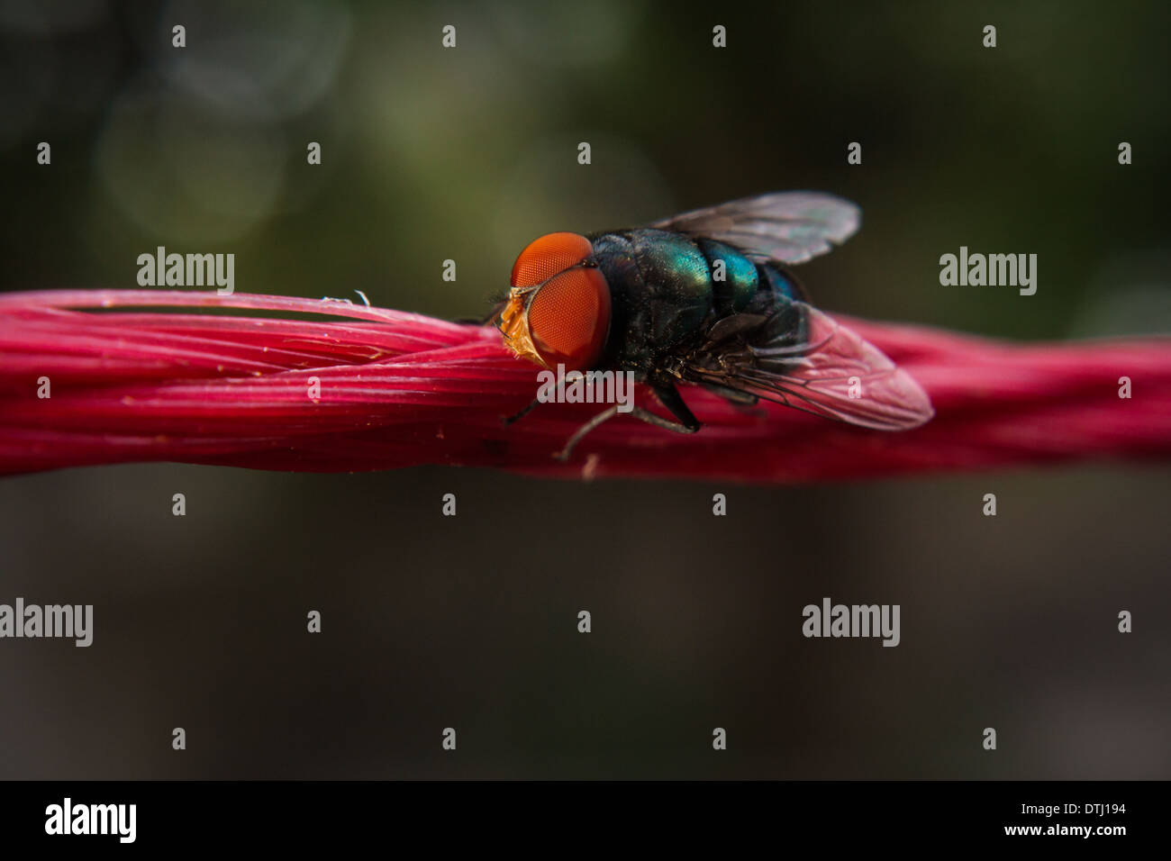 Lucilia sericata with red eyes hi-res stock photography and images - Alamy