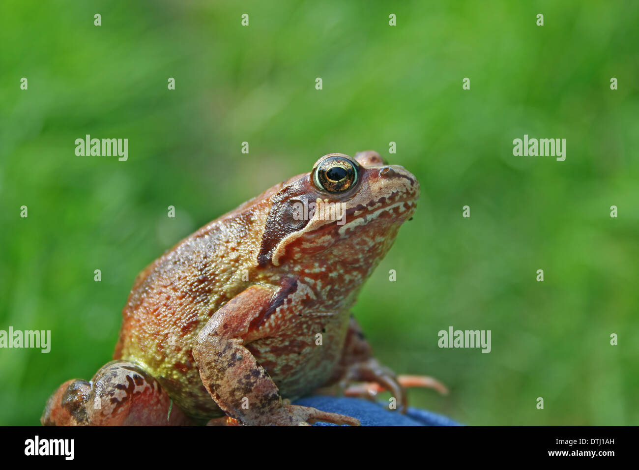 Marsh frog sits on a green leaf Stock Photo - Alamy
