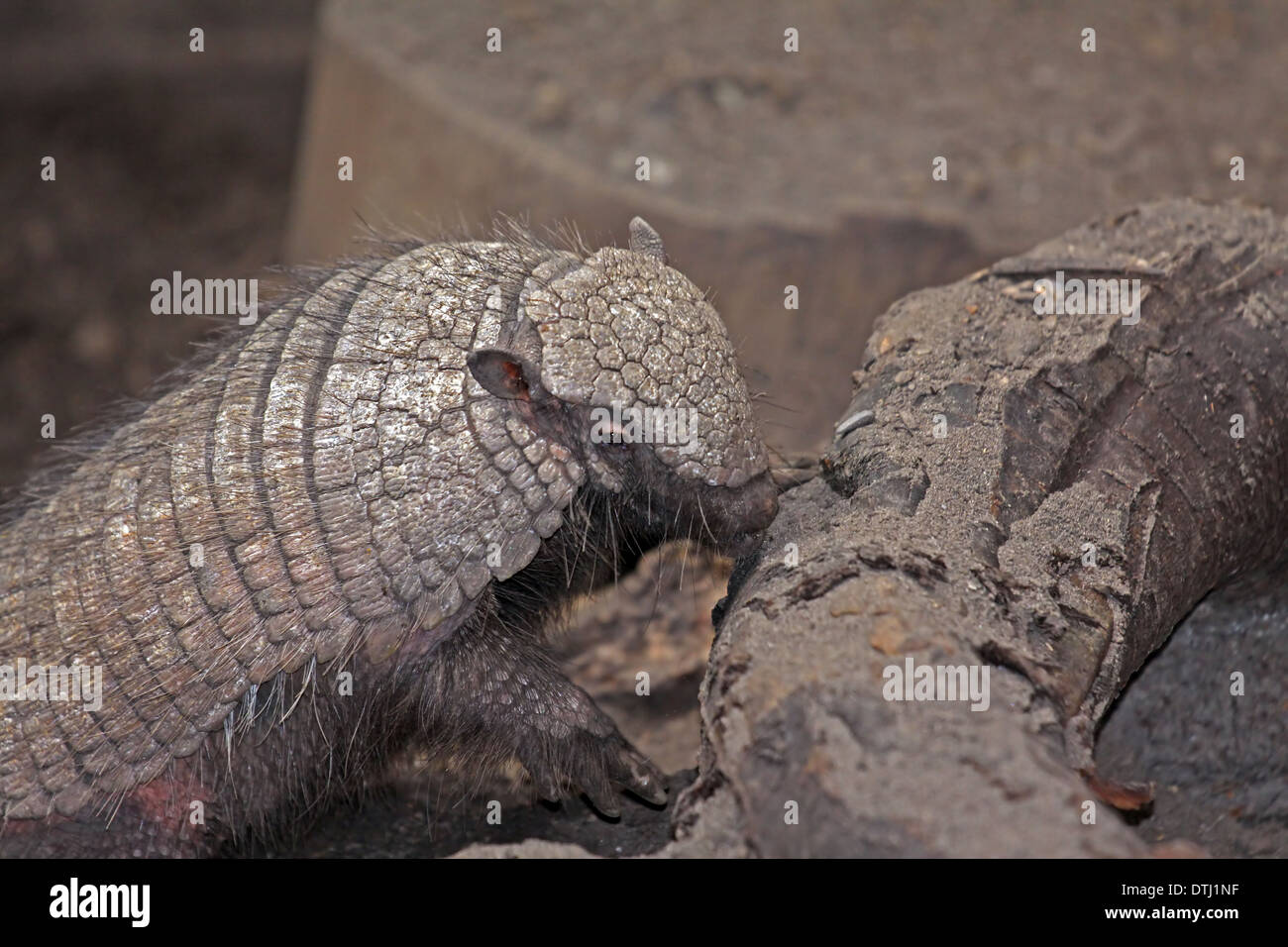 Armadillo skin hi-res stock photography and images - Alamy