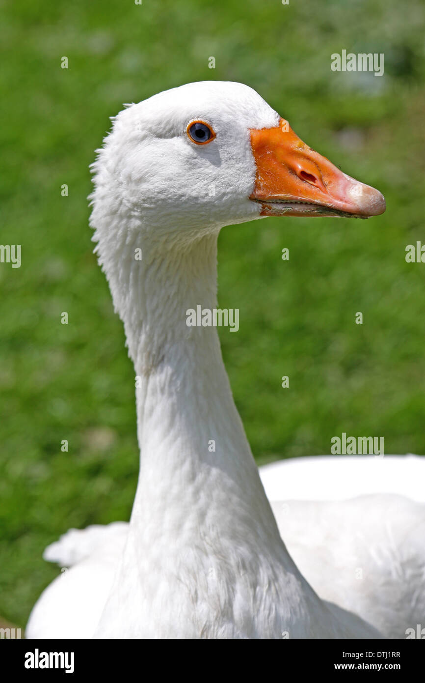 Portrait of goose Stock Photo - Alamy
