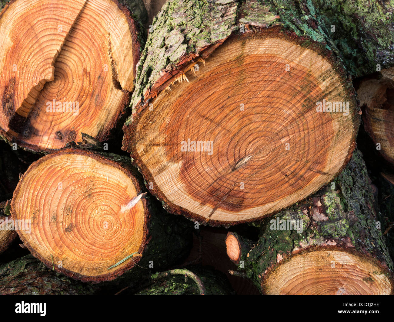 Log store hi-res stock photography and images - Alamy
