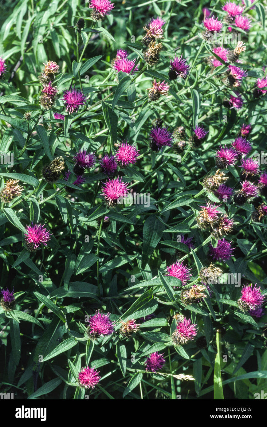 Centaurea Flower High Resolution Stock Photography and Images - Alamy