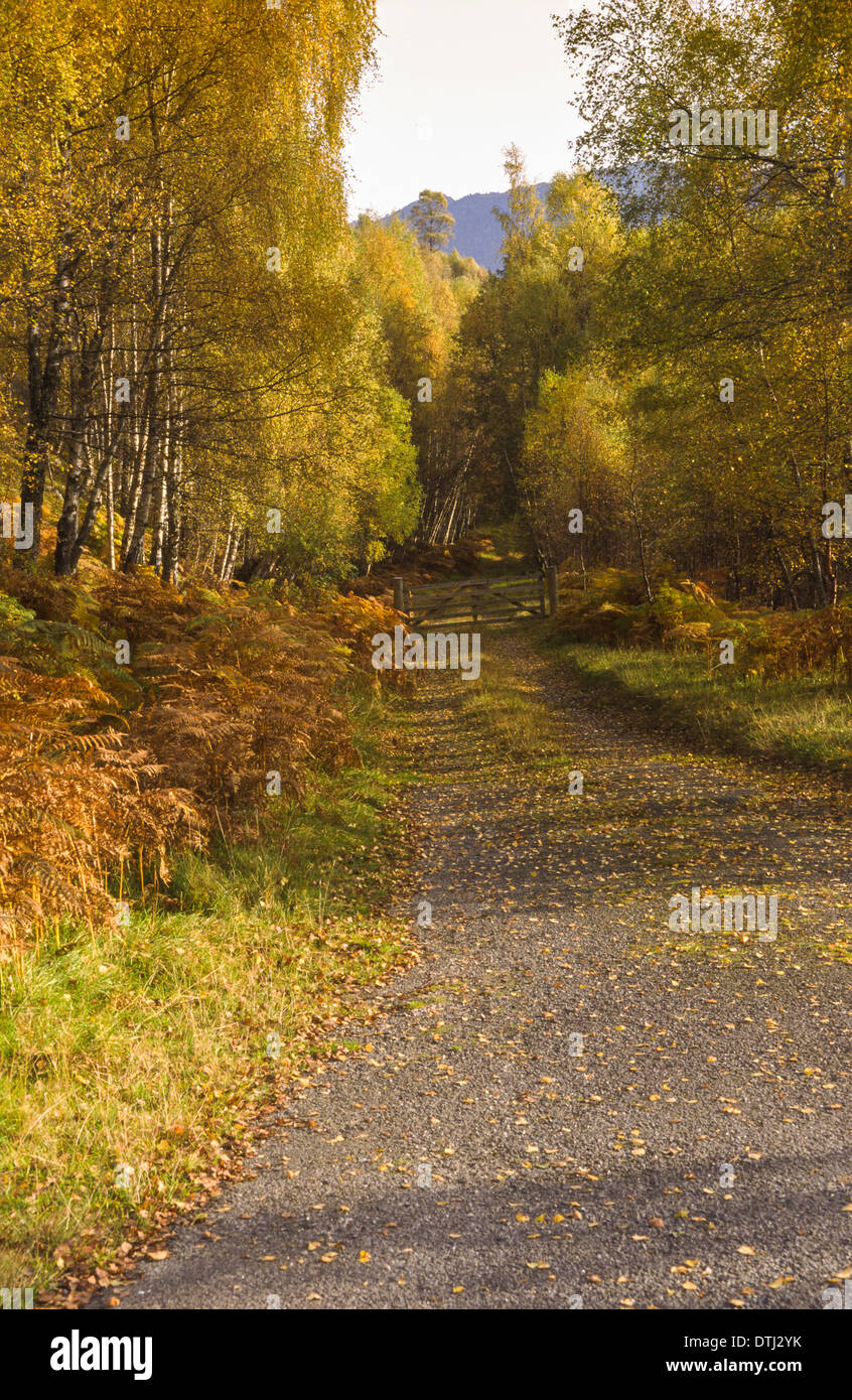 A LANE LINED BY BIRCH TREES IN AUTUMN LEADING TO A GATE Stock Photo - Alamy