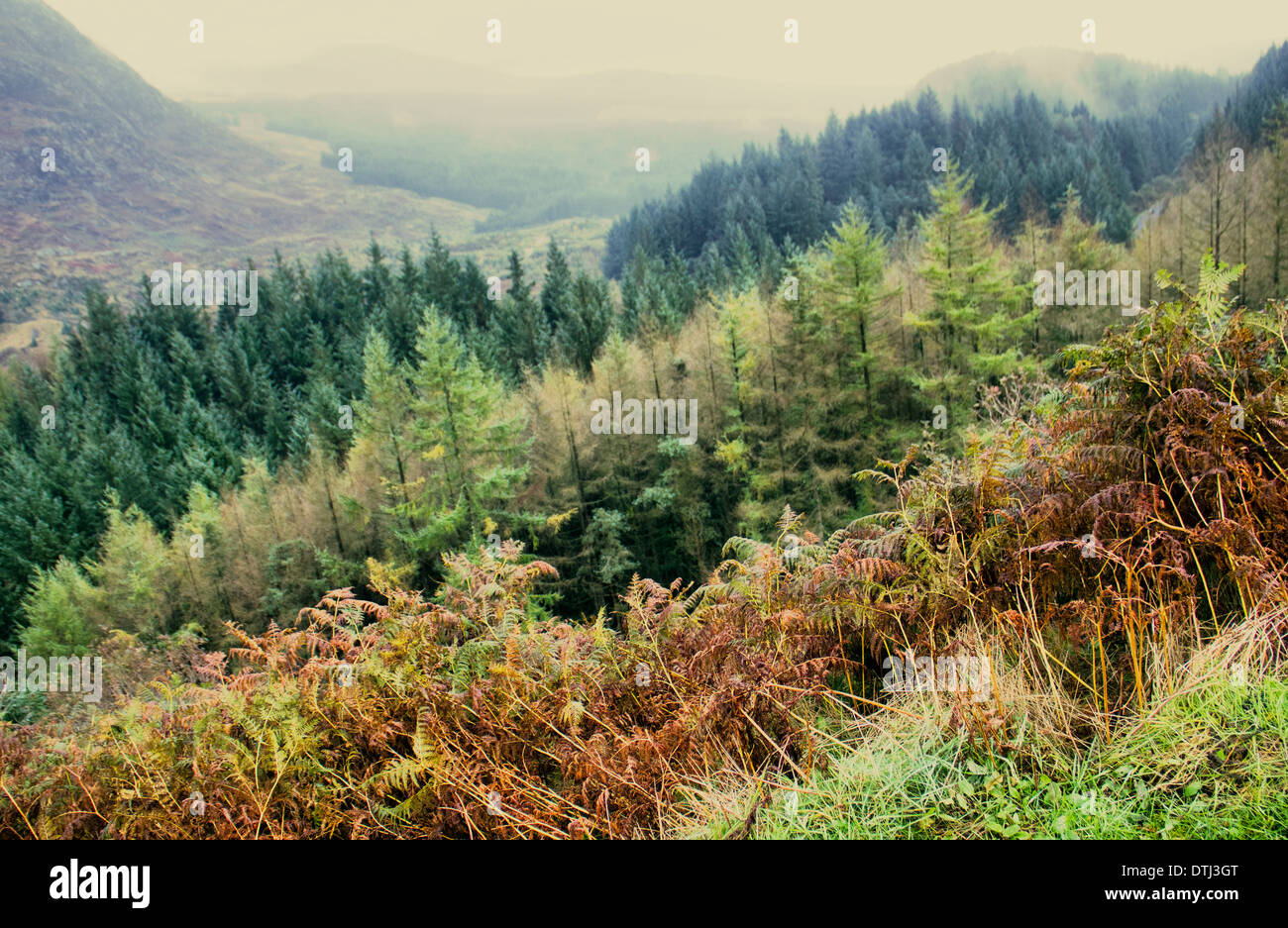 Scottish trees hi-res stock photography and images - Alamy