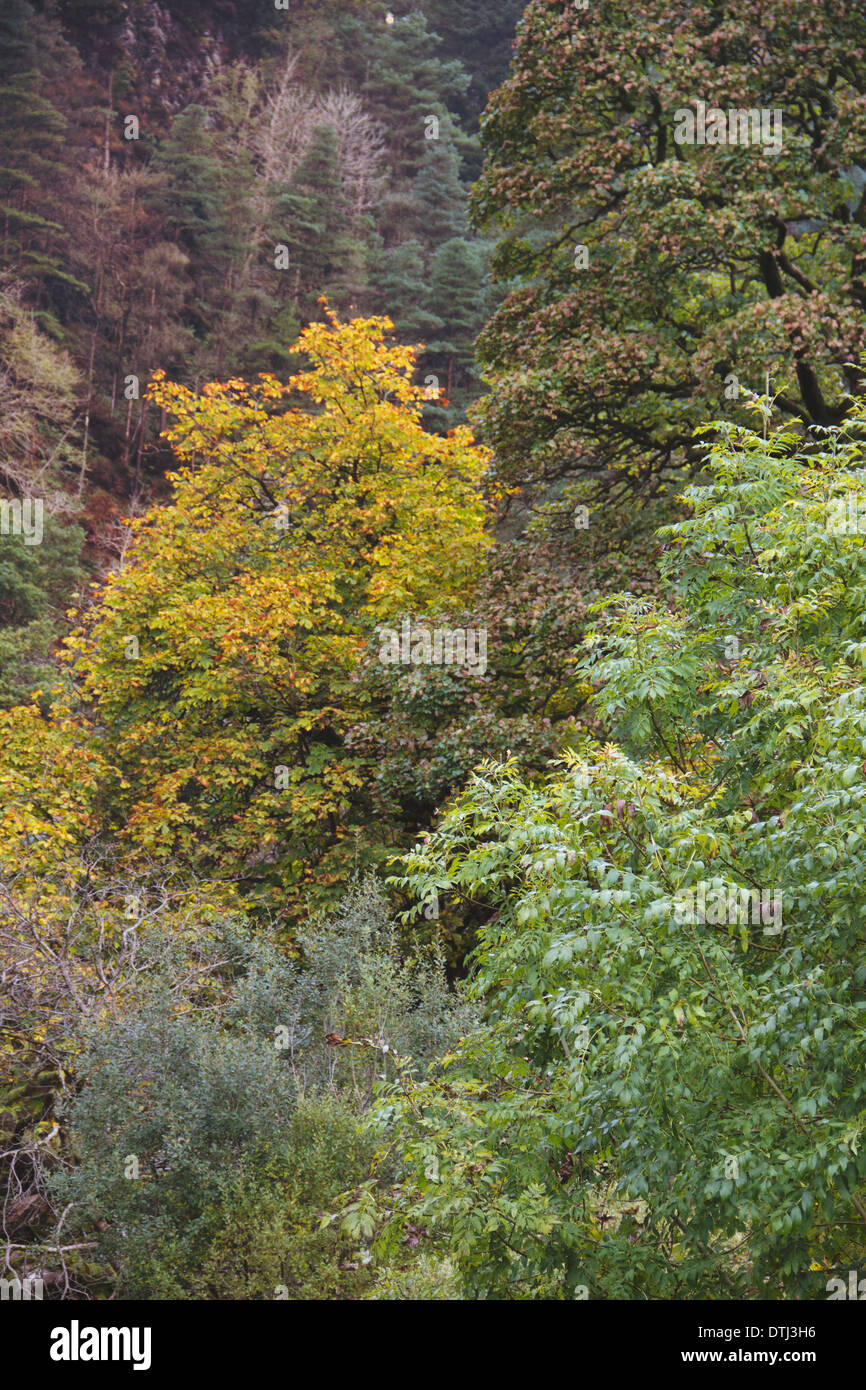 Scottish trees hi-res stock photography and images - Alamy