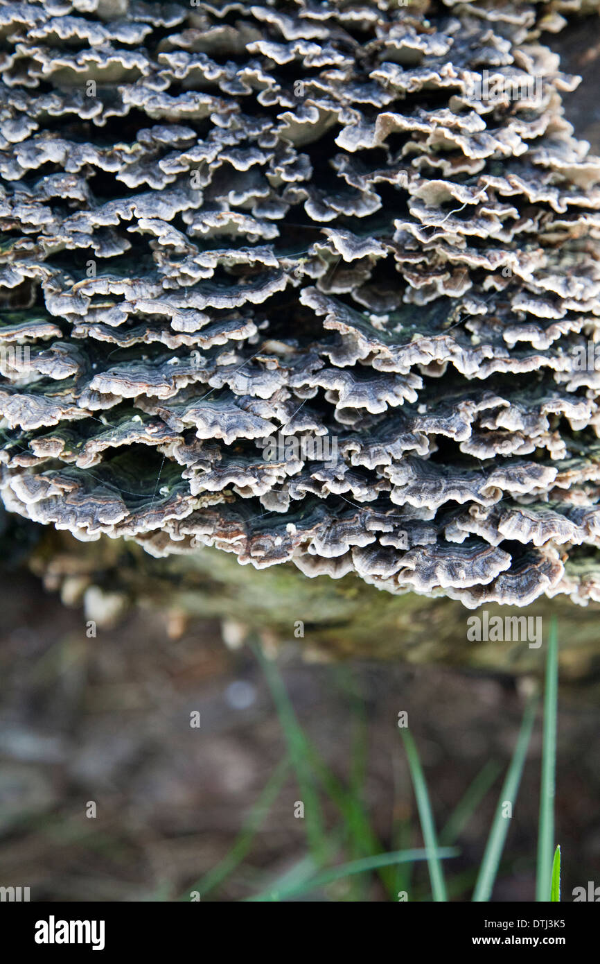 Bark fungus hi-res stock photography and images - Alamy