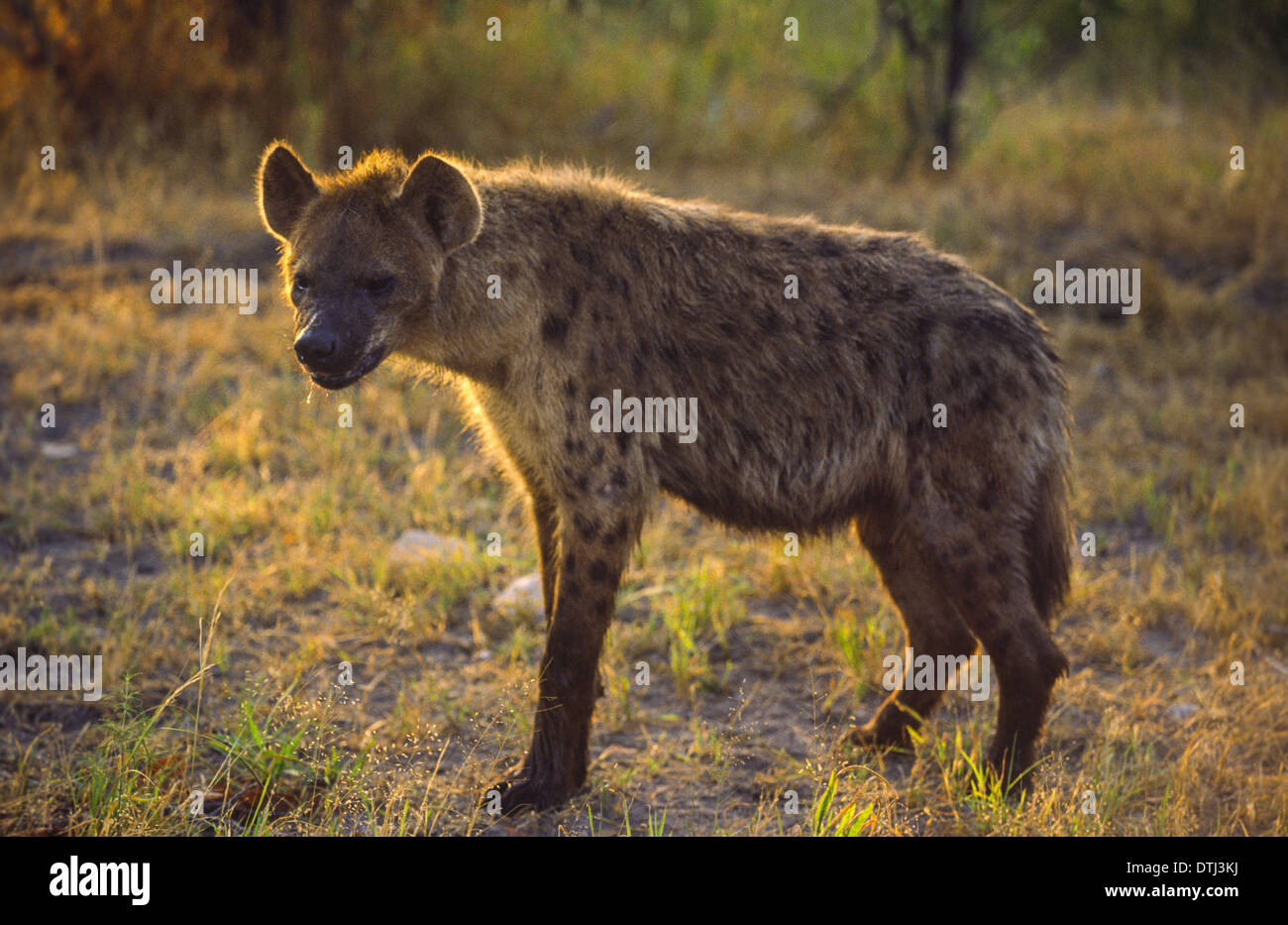 LONE HYENA AT SUNRISE IN ETOSHA GAME PARK NAMIBIA Stock Photo - Alamy
