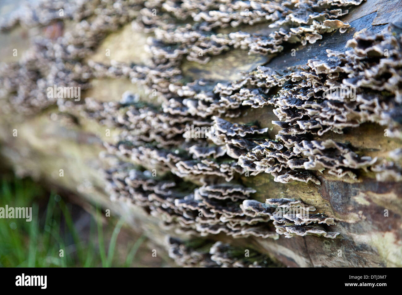 Bark fungus hi-res stock photography and images - Alamy