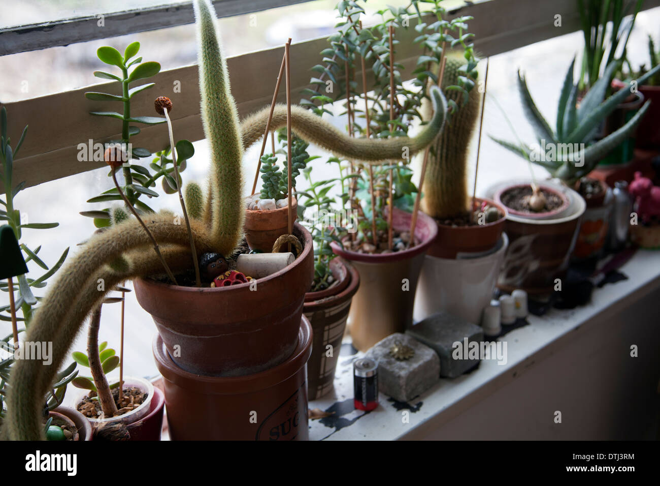 Cactus window sill hi-res stock photography and images - Alamy