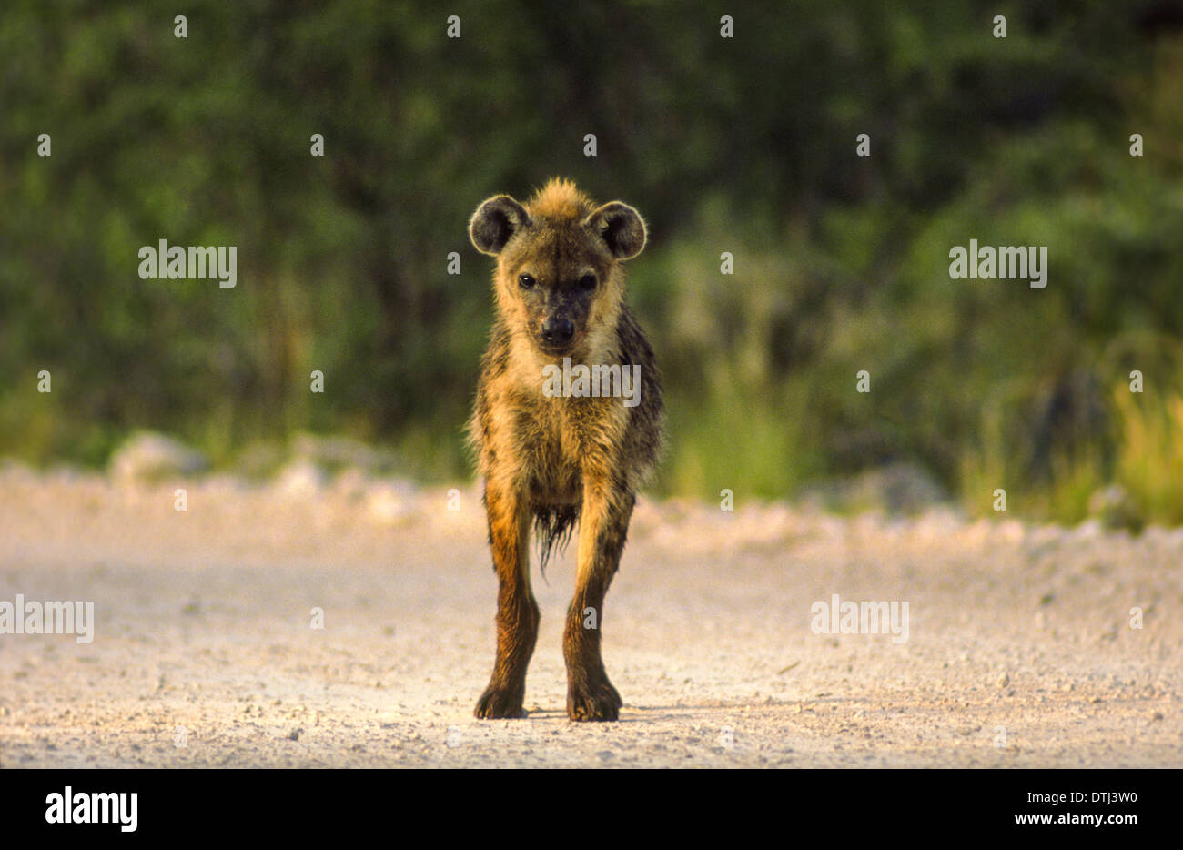 LONE HYENA ON THE ROAD IN ETOSHA GAME PARK NAMIBIA Stock Photo - Alamy