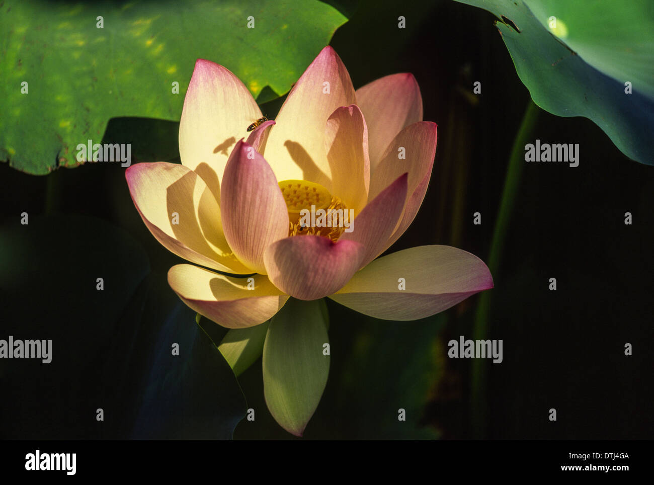 Indian lotus flower hi-res stock photography and images - Alamy