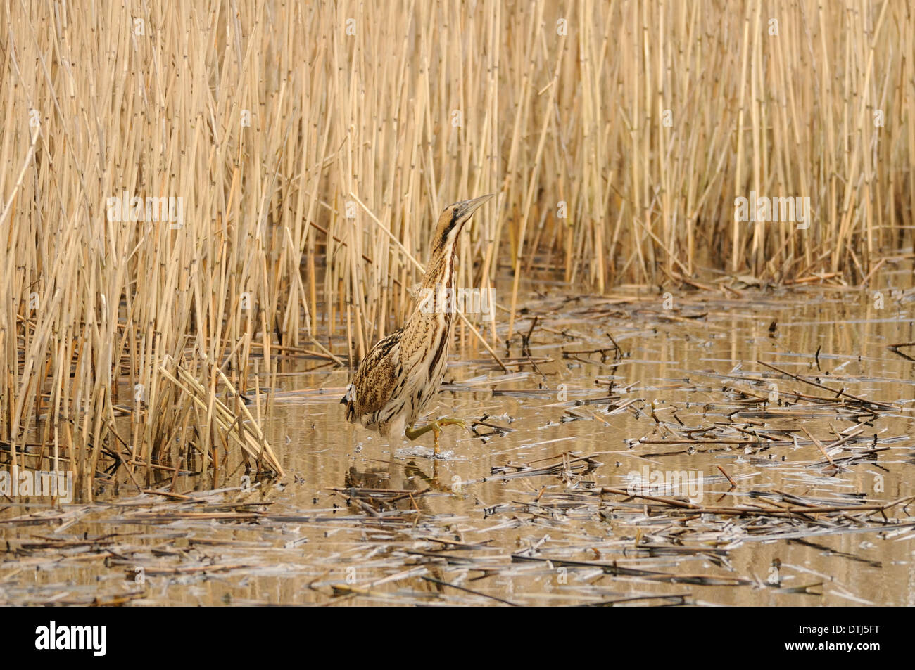 Bittern family hi-res stock photography and images - Alamy