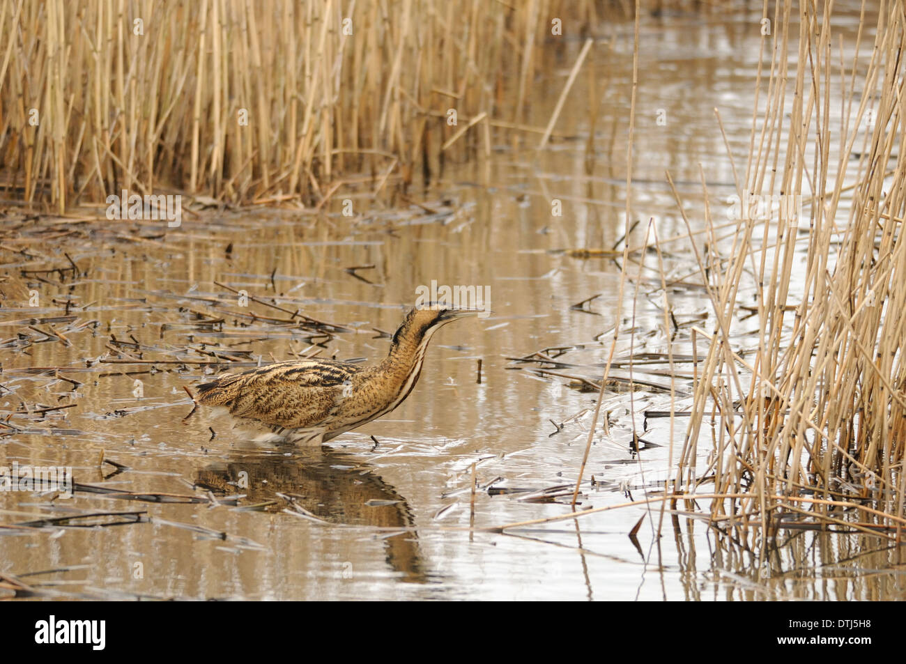 Bittern family hi-res stock photography and images - Alamy