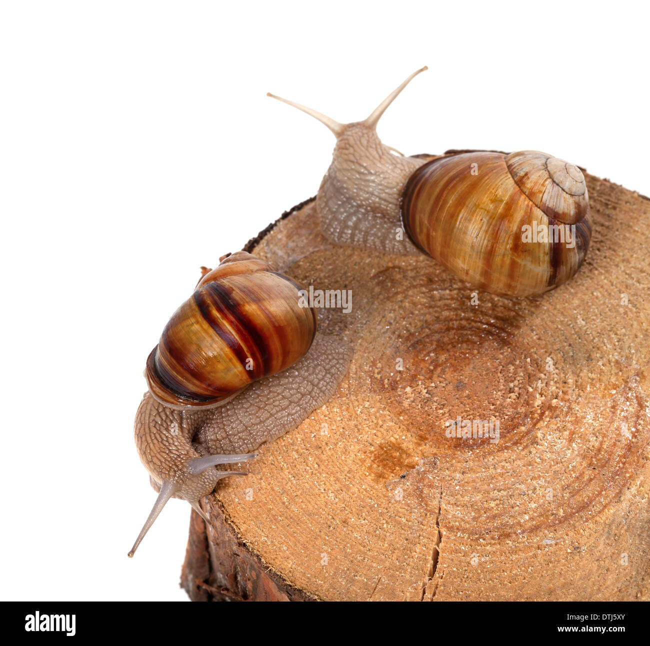 Two snails on top of pine-tree stump. Isolated on white background. Top ...