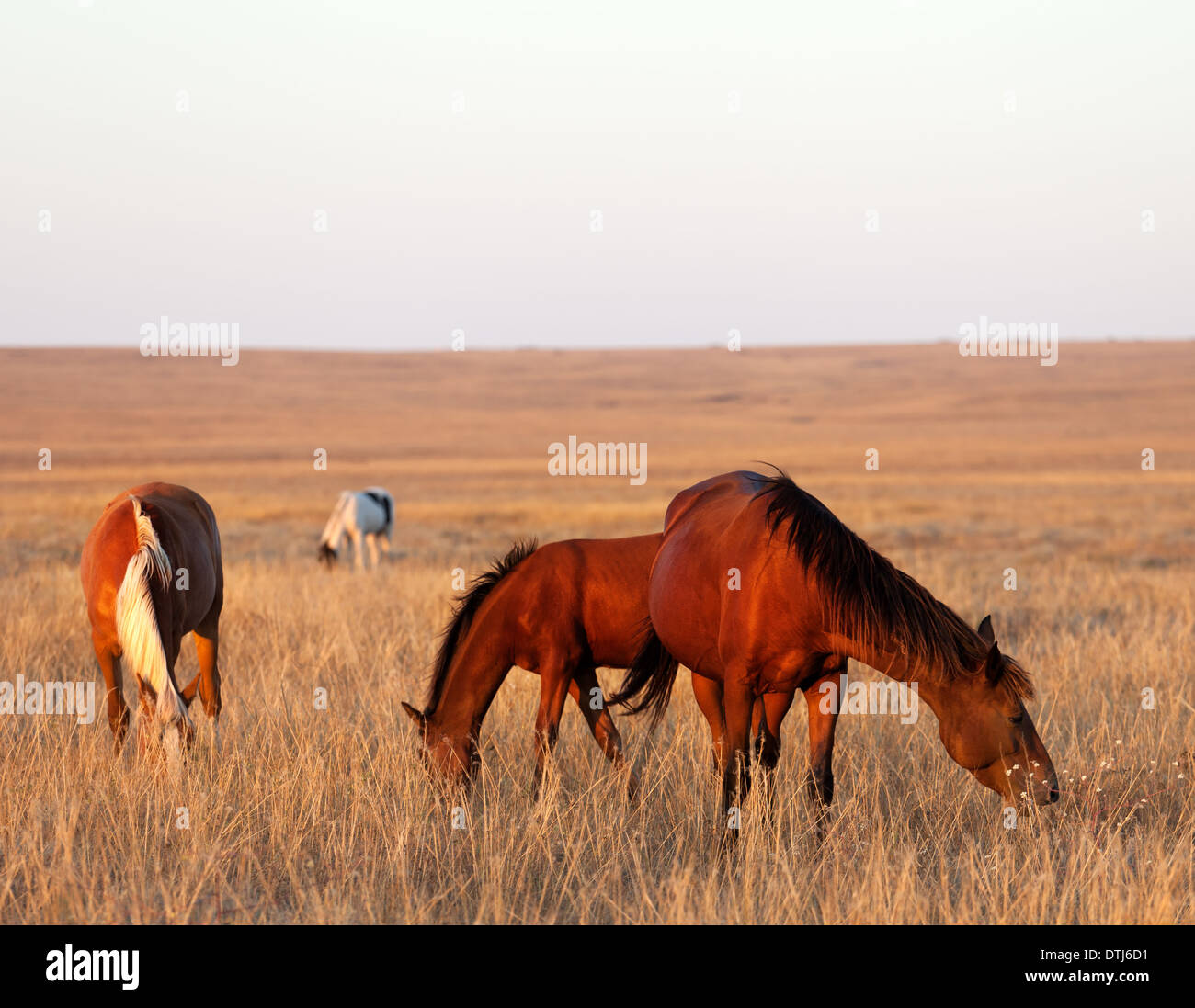 Three horses grazing in pasture Stock Photo - Alamy