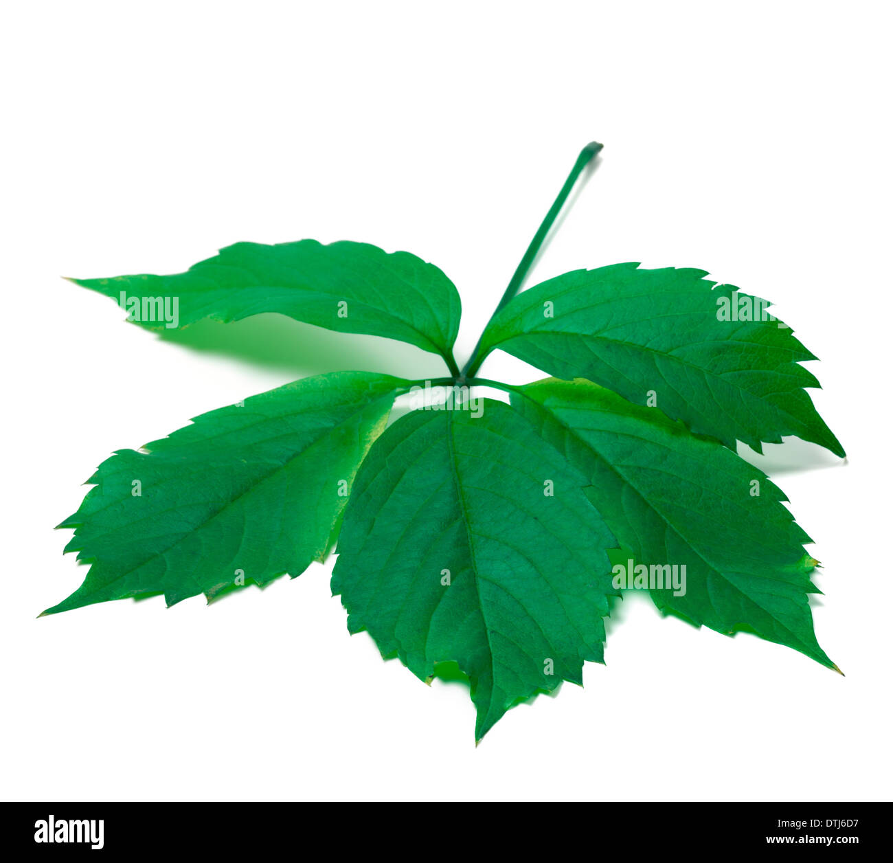 Green leave (Virginia creeper leaf). Isolated on white background Stock ...