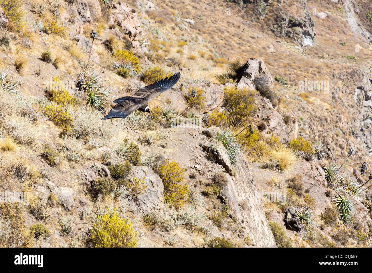Flying condor over Colca canyon,Peru,South America This is a condor the ...