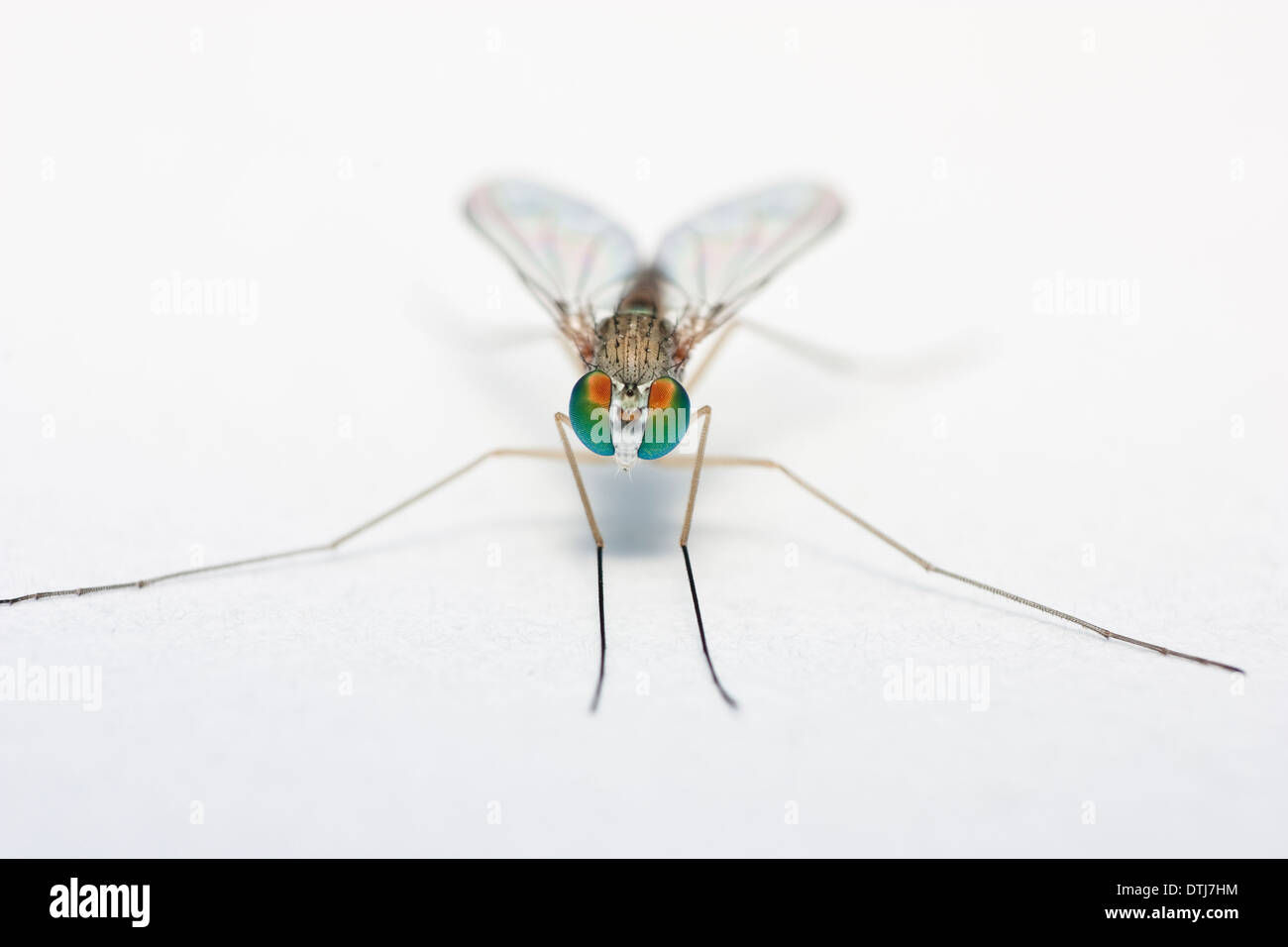 extreme macro series Stock Photo - Alamy