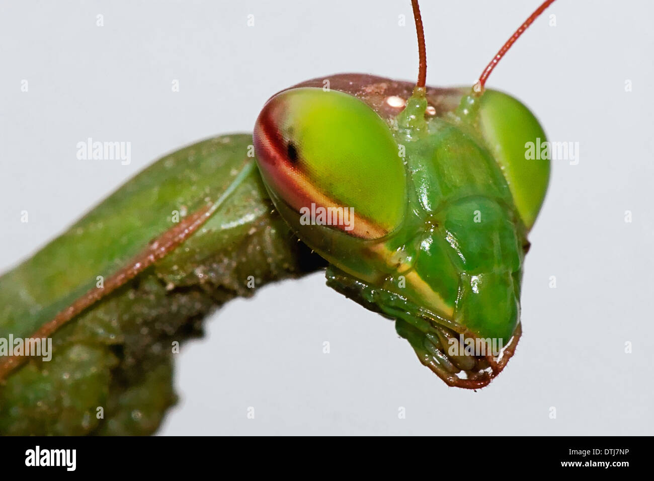 extreme macro series Stock Photo - Alamy