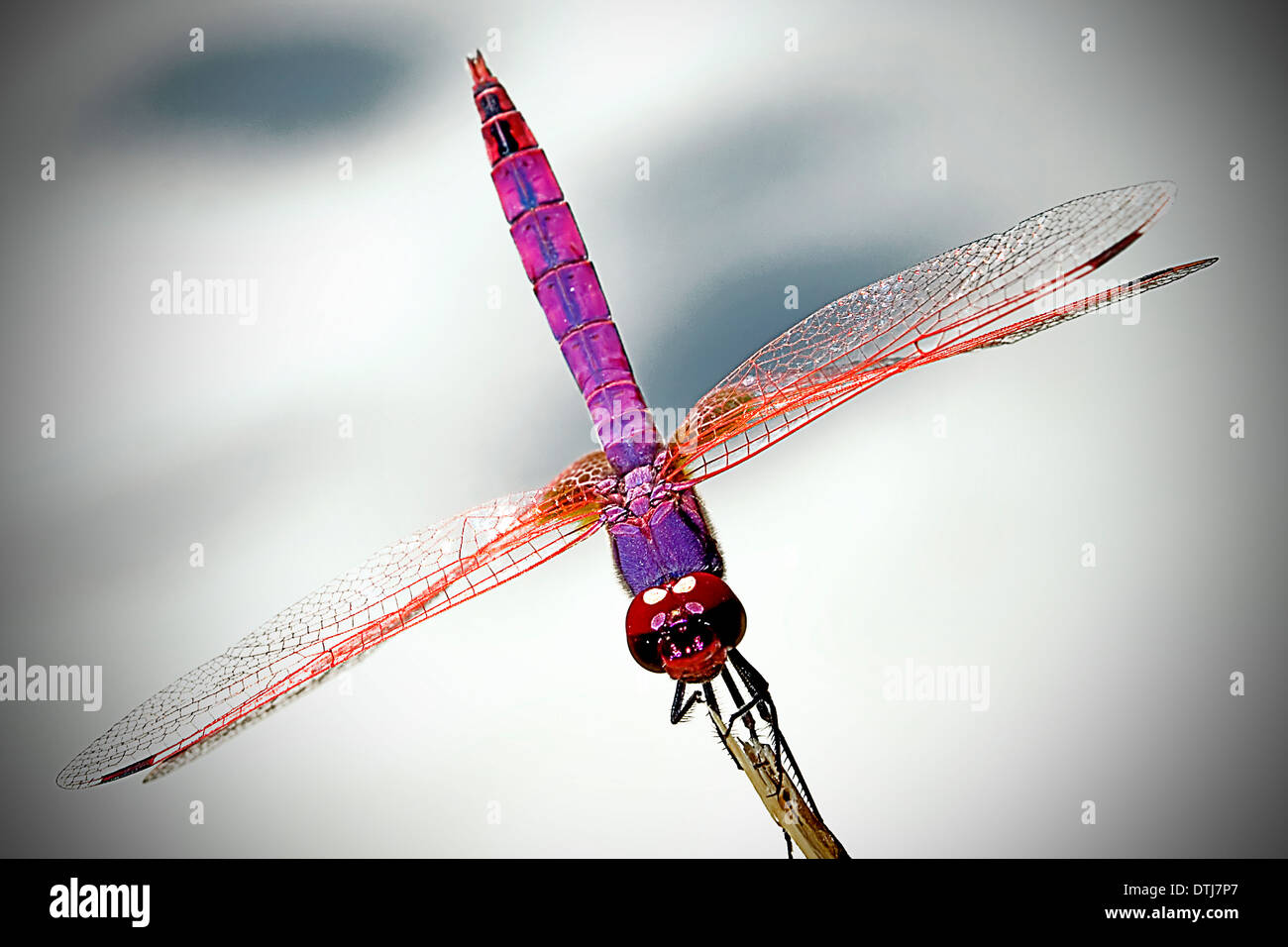 extreme macro series Stock Photo - Alamy