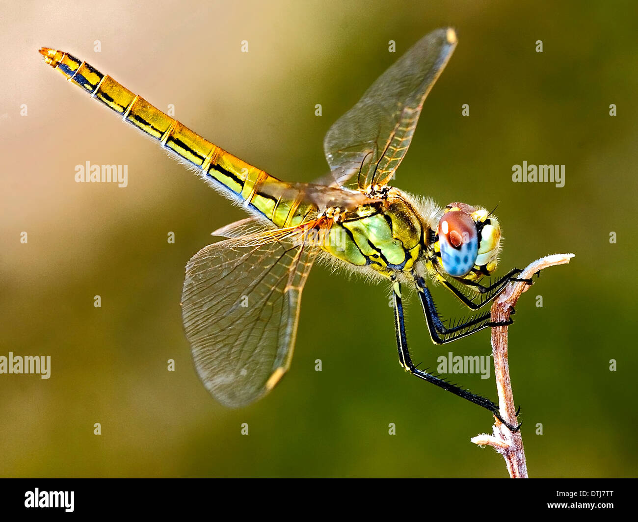 extreme macro series Stock Photo - Alamy