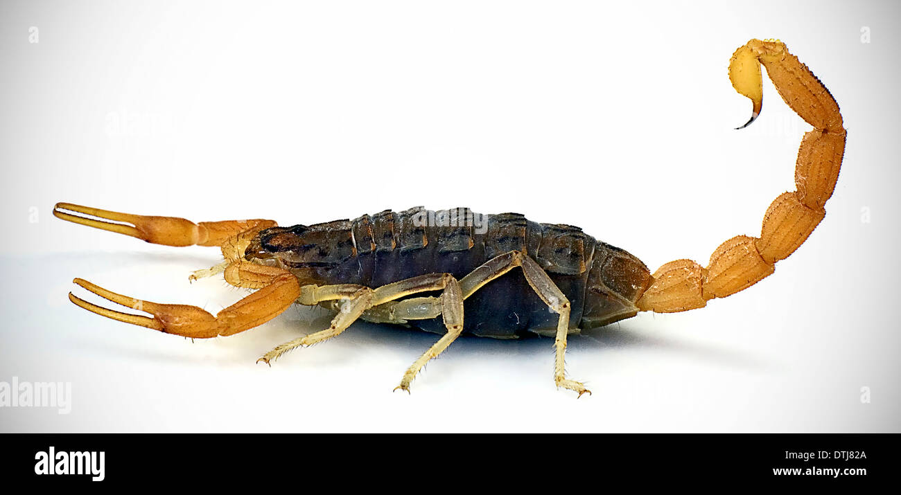 extreme macro series Stock Photo - Alamy