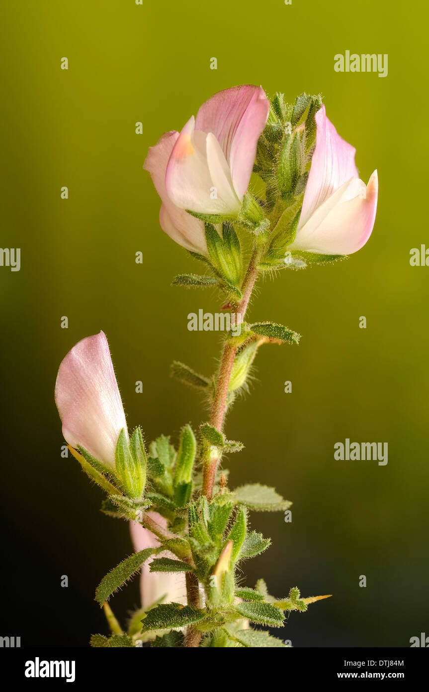 Spiny restharrow, Ononis spinosa, vertical portrait of pink flowers ...