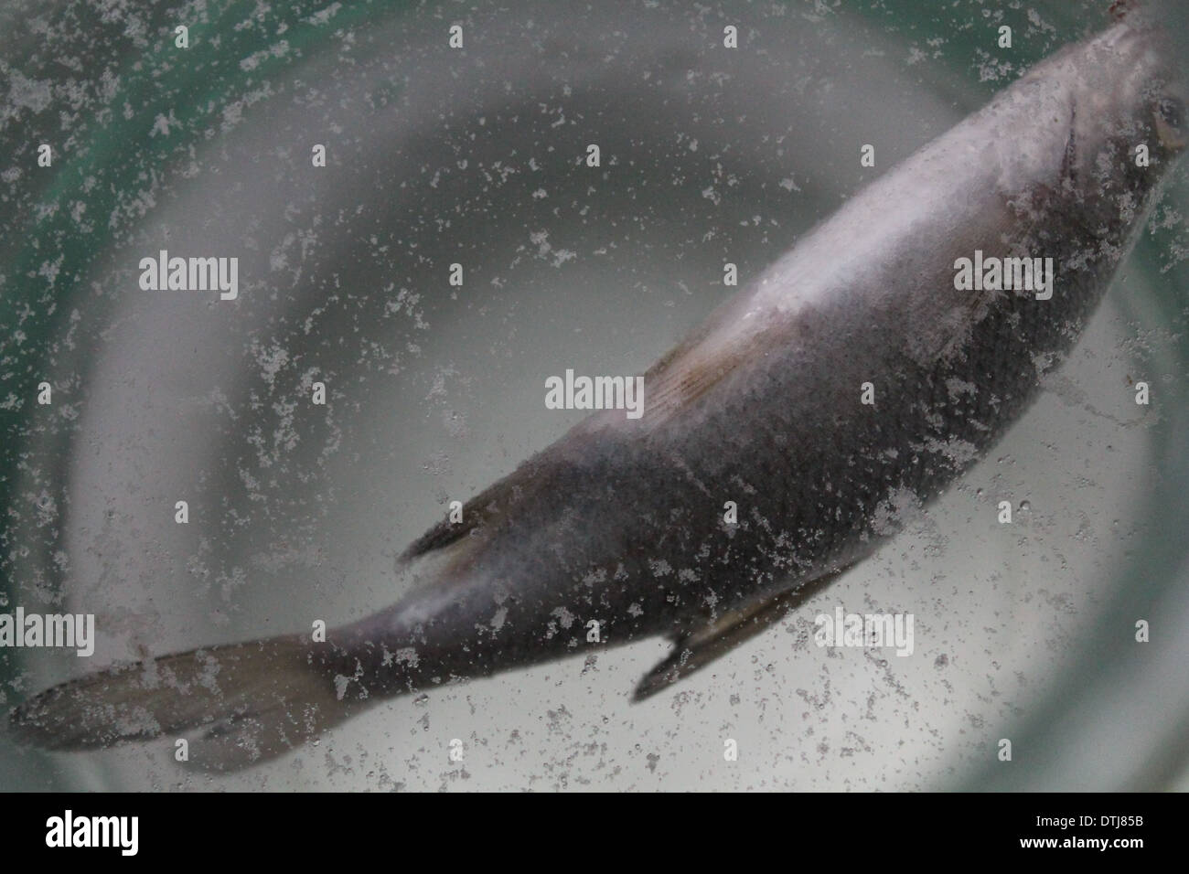 little bream swim in to the water Stock Photo - Alamy