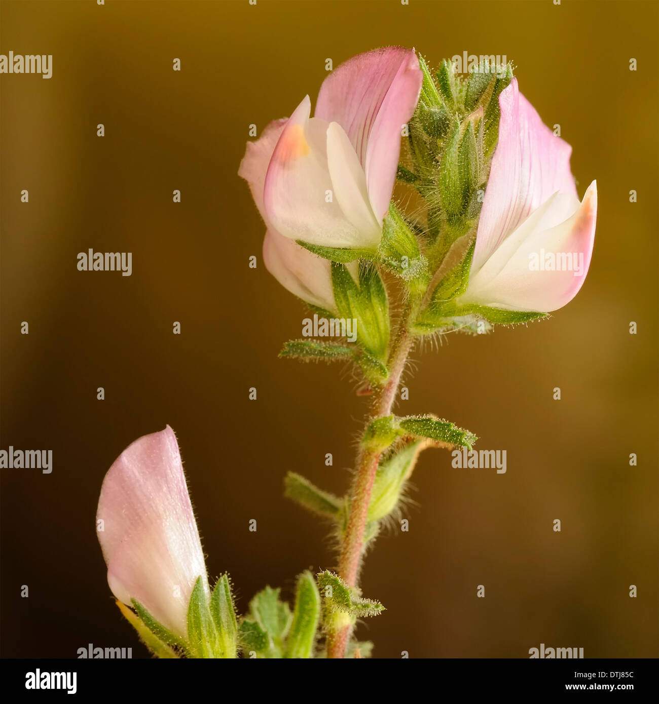 Spiny restharrow, Ononis spinosa, portrait of pink flowers with nice ...