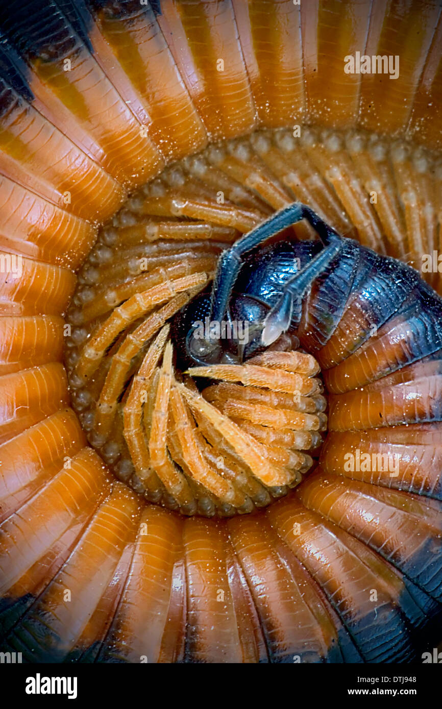 extreme macro series Stock Photo - Alamy