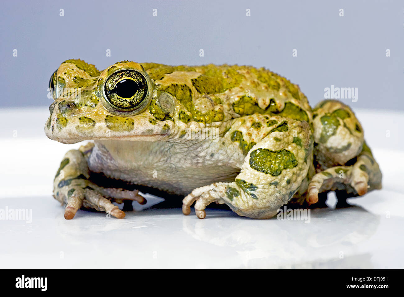 extreme macro series Stock Photo - Alamy