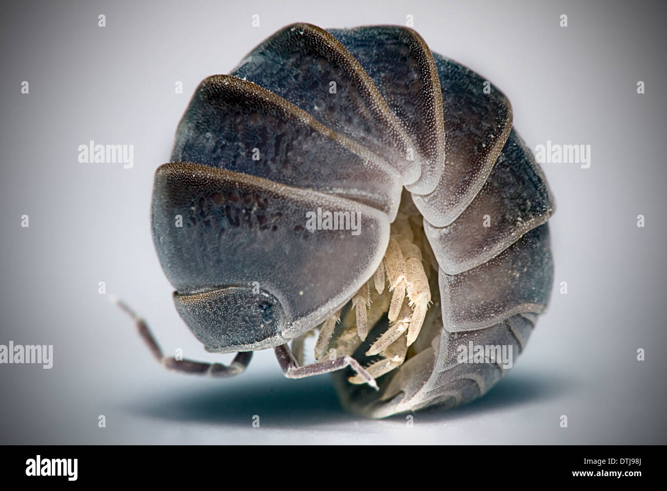 Insect armor hi-res stock photography and images - Alamy