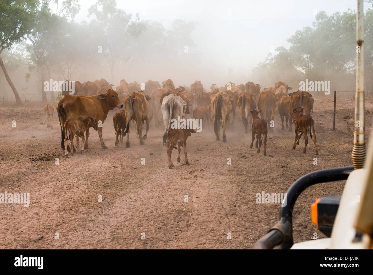 Cattle mustering hi-res stock photography and images - Alamy