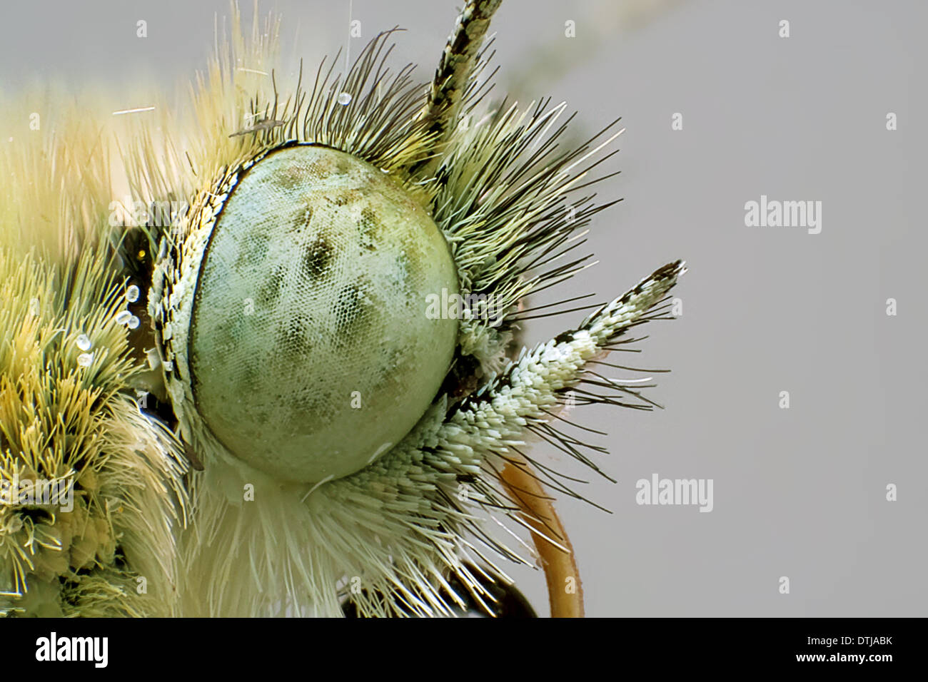 extreme macro series Stock Photo - Alamy