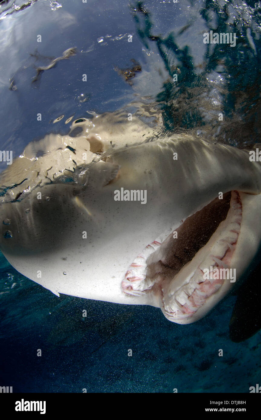 Aggressive shark hi-res stock photography and images - Alamy